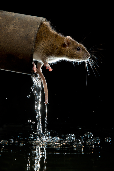 Muizen en ratten | Bram Conings Natuurfotografie