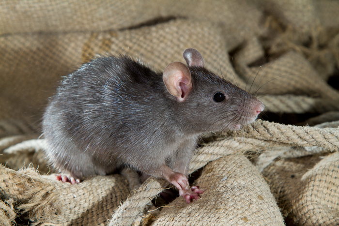 Muizen en ratten – Bram Conings – Nature Photography