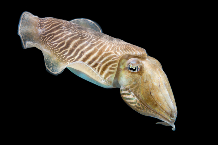 Zeekat – Sepia | Bram Conings Natuurfotografie