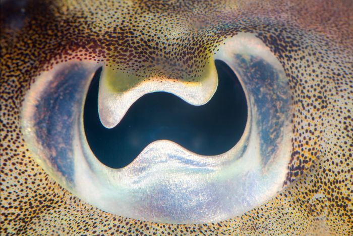 Zeekat – Sepia – Bram Conings – Nature Photography