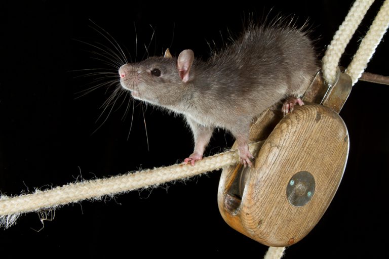 Muizen en ratten – Bram Conings – Nature Photography