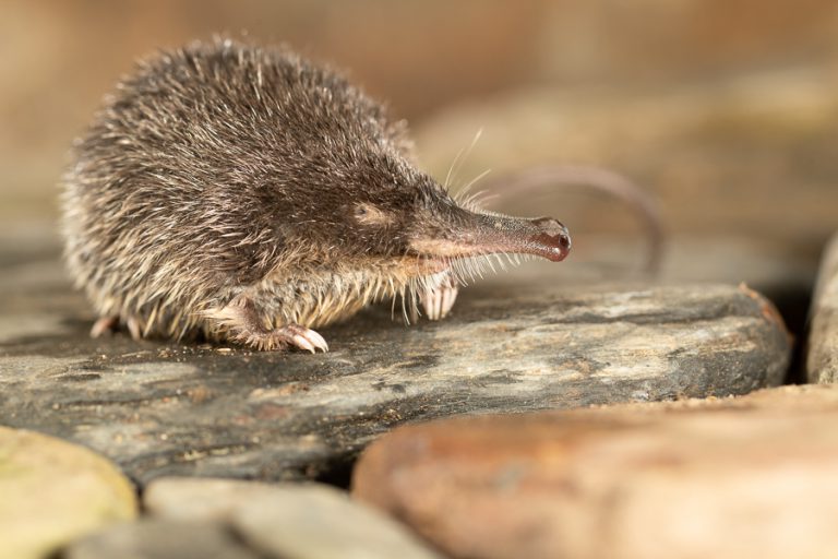 Pyreneese desman – Bram Conings – Nature Photography